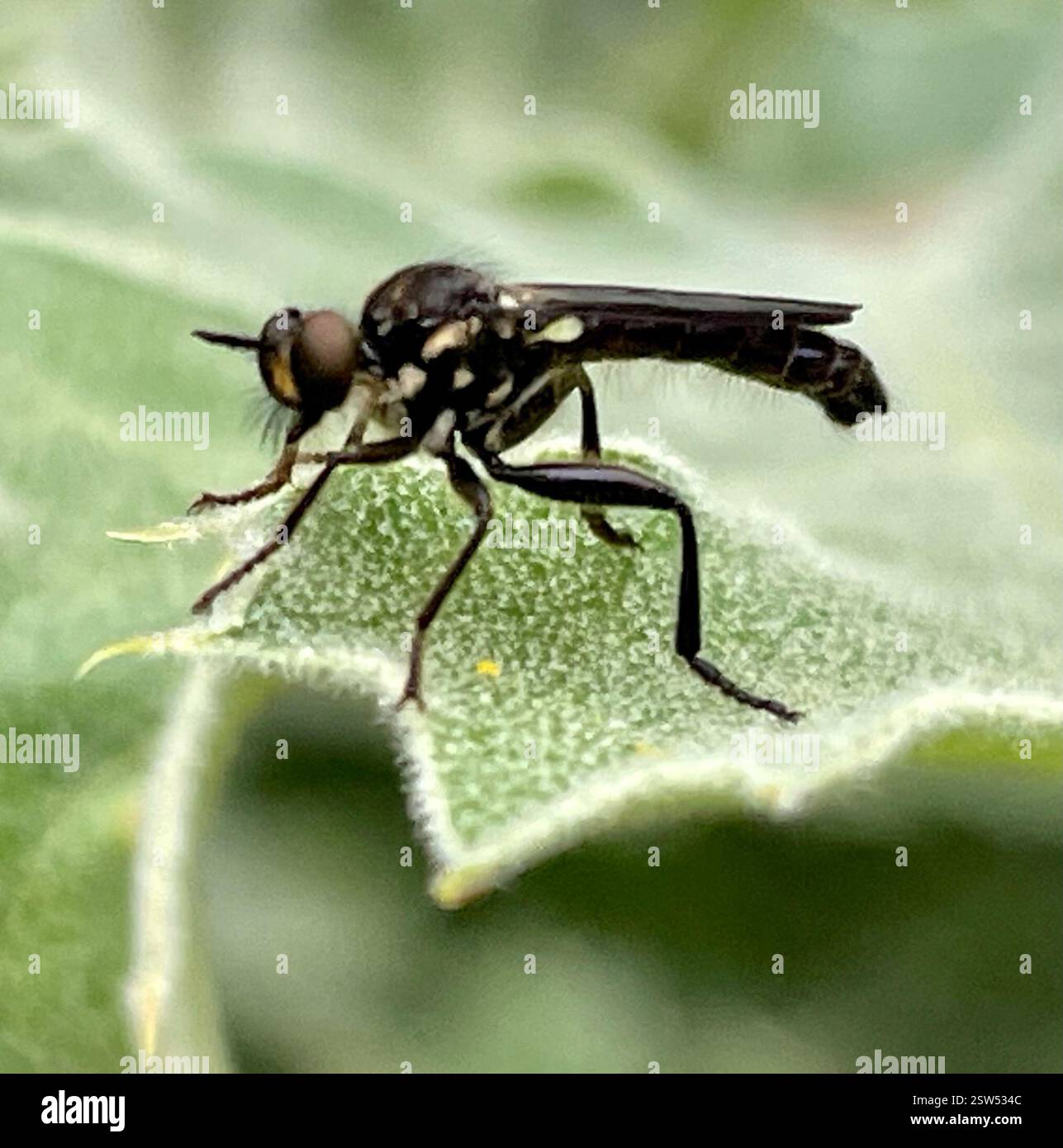 (Eudioctria), Insecta, Carmel, CA, US, Fly is less than 1cm long. Link to California Black Oak ...