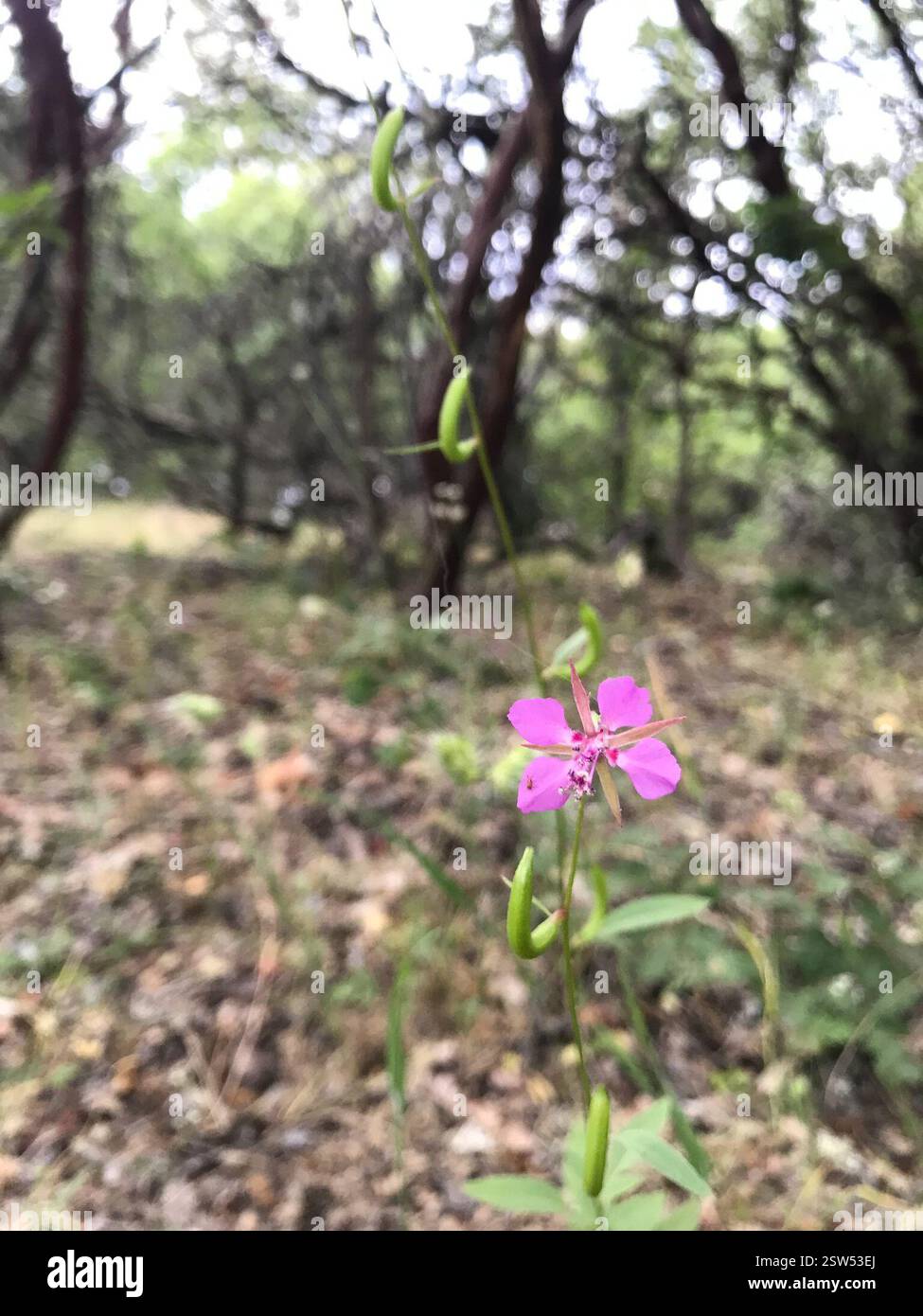 diamond clarkia (Clarkia rhomboidea), Plantae, Mendocino National ...