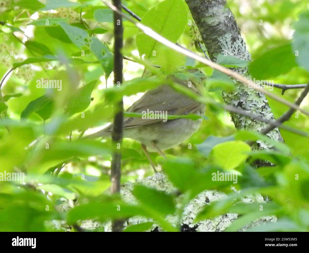 Swainson's Thrush (Catharus ustulatus), Aves, Rowley, MA, USA Stock ...