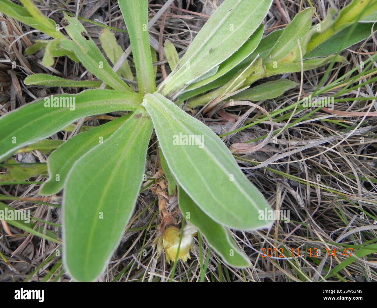 Bright Yellow Everlasting (Helichrysum aureum), Plantae, Golden Gate ...