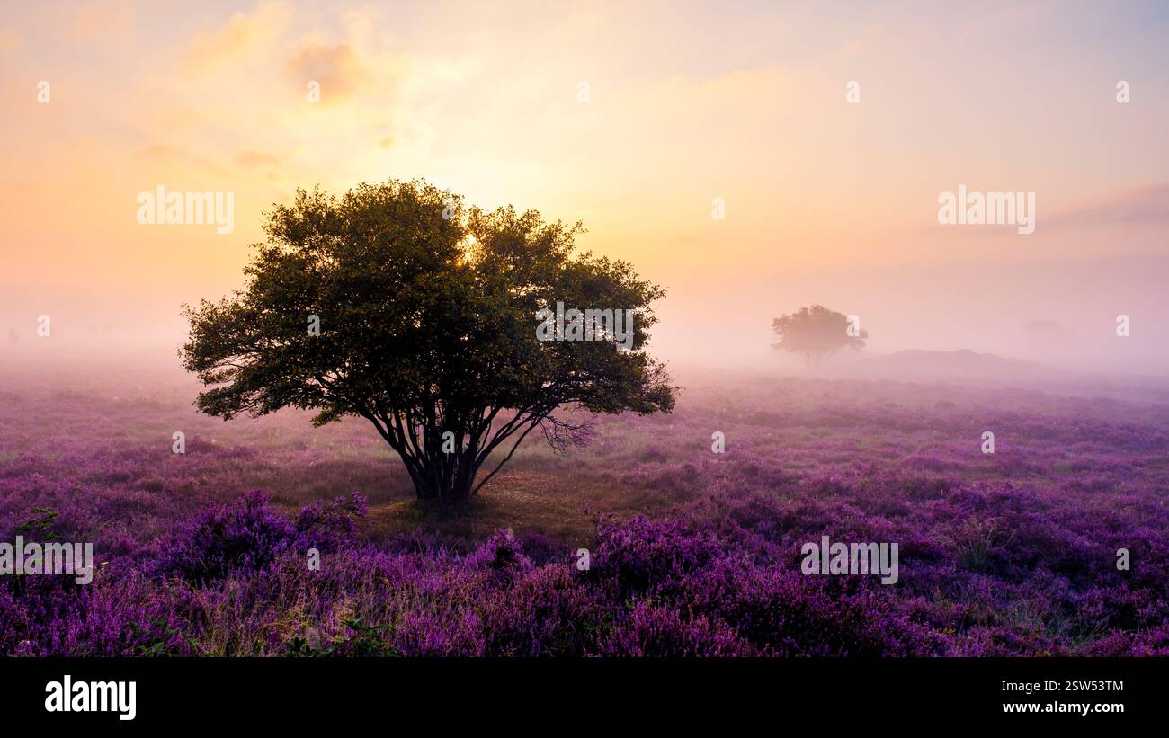 A vibrant landscape of blooming heather stretches across the horizon ...