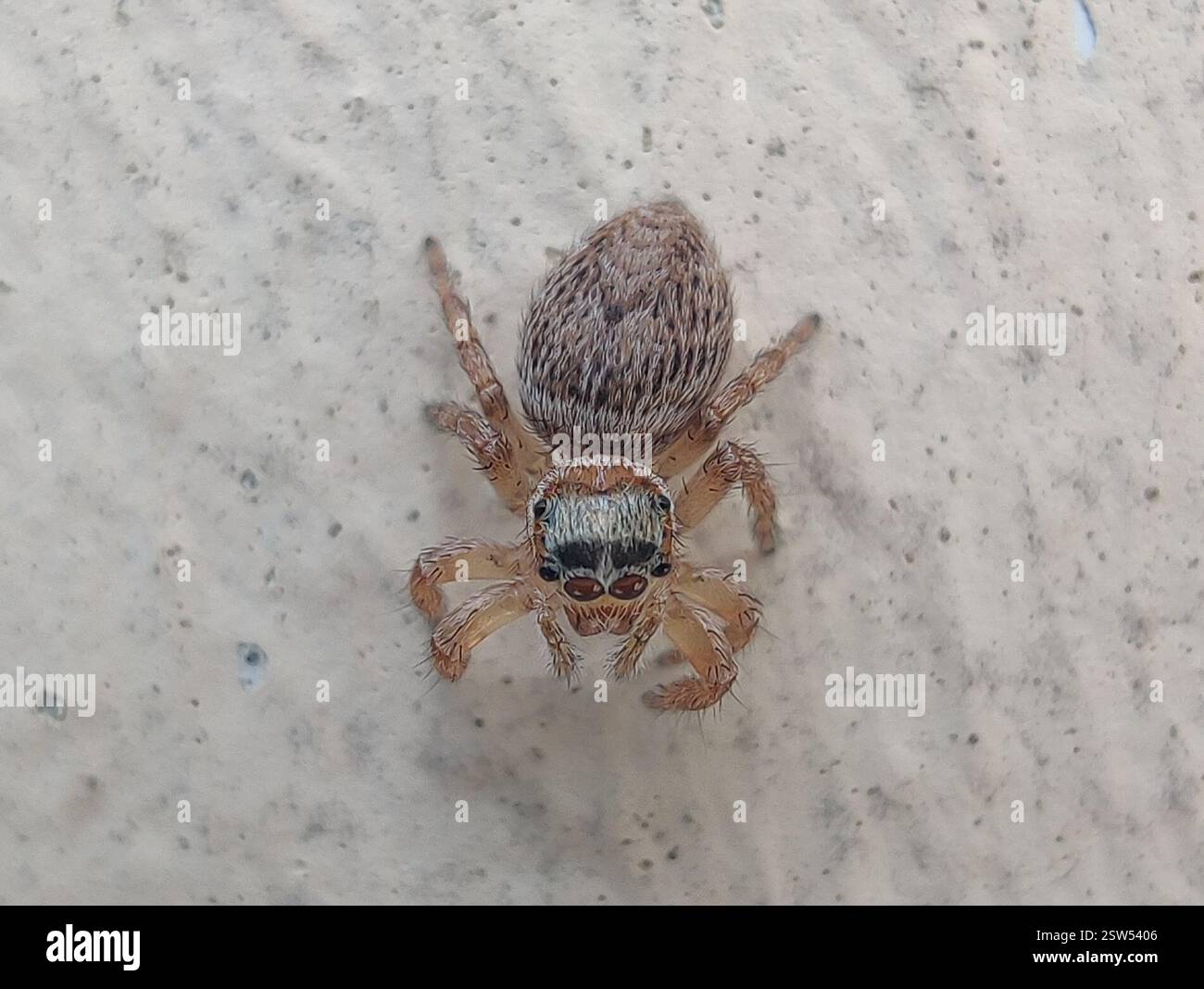Mediterranean white-banded spider (Evarcha jucunda), Arachnida, Vis ...
