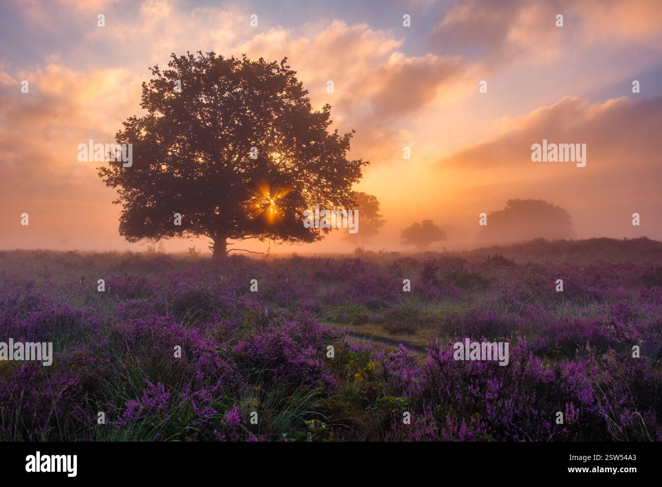 A breathtaking sunrise casts golden rays through a majestic tree ...