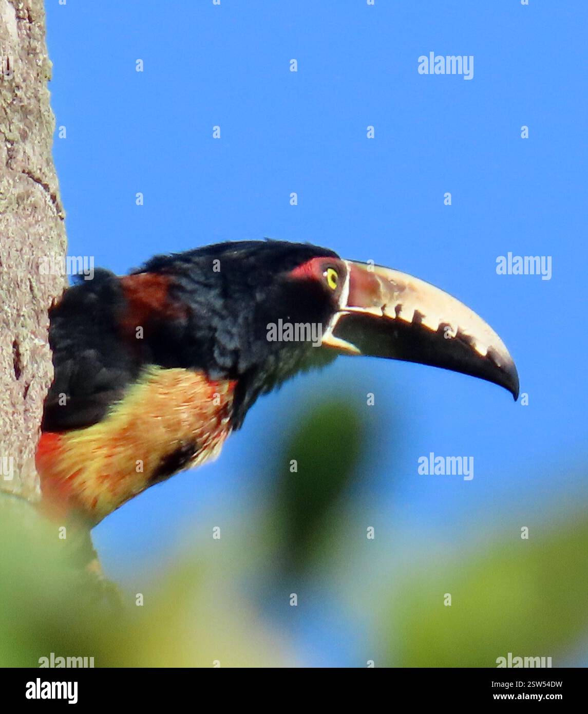 Collared Aracari (Pteroglossus torquatus), Aves, Panama, Aracari peering out from nesting cavity ...