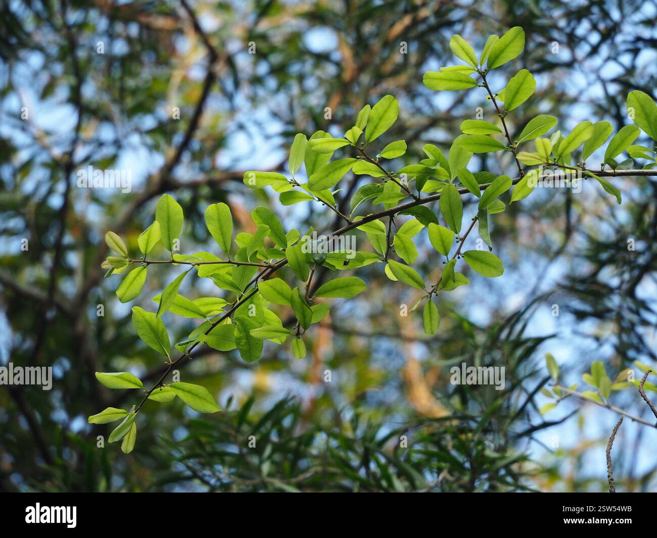 Cockspur Thorn (Maclura cochinchinensis), Plantae, 台灣台北 Stock Photo - Alamy