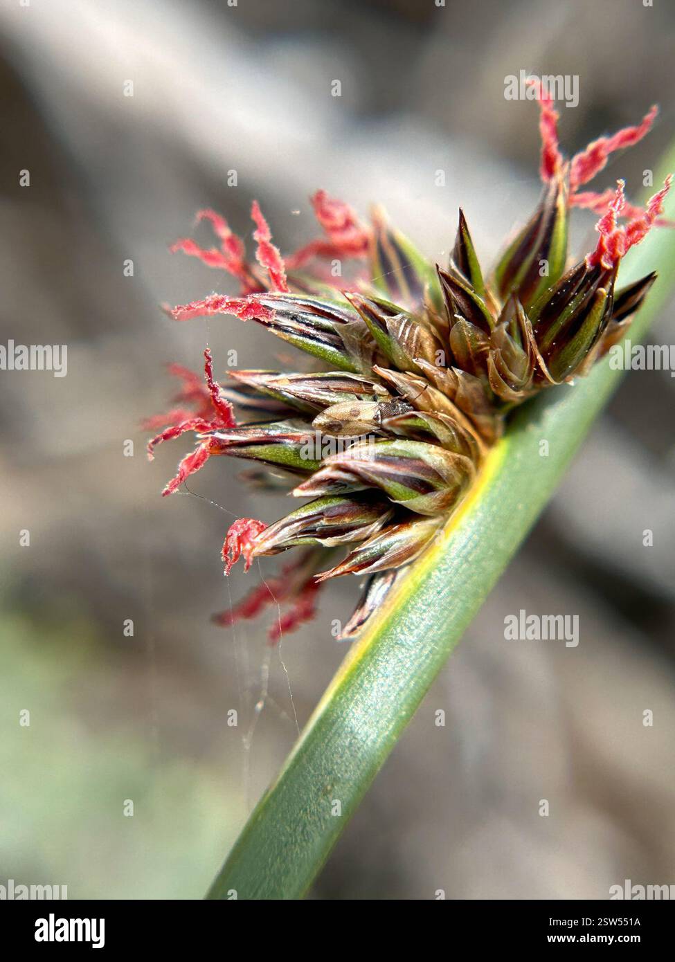 salt rush (Juncus breweri), Plantae, Oceano Dunes State Vehicular ...