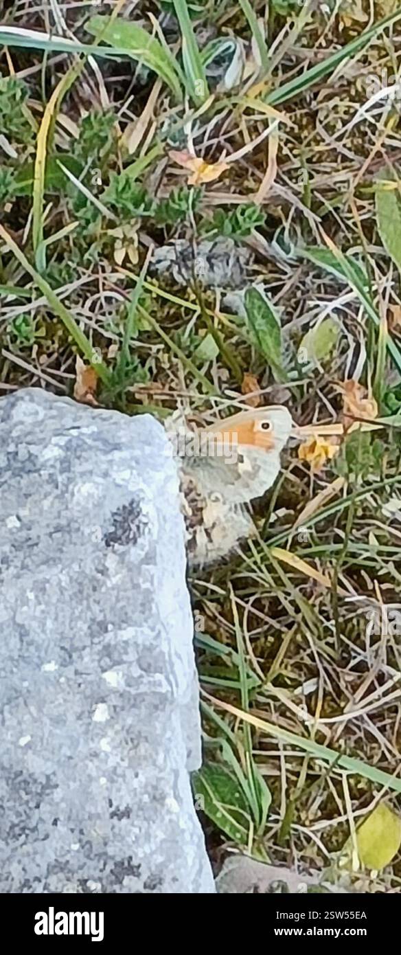 Small Heath (Coenonympha pamphilus), Insecta, Minera Quarry North Wales ...