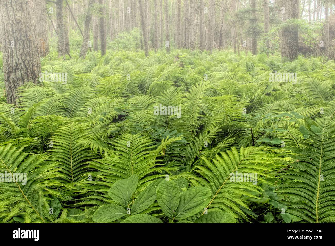 Beautiful, vibrant green field filled with ferns and grass. The ferns ...