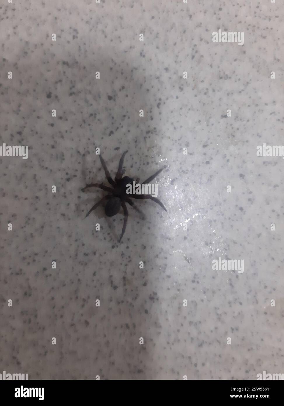 Grey House Spider (Badumna longinqua), Arachnida, 41°32'58.9"S 73°03'06 ...