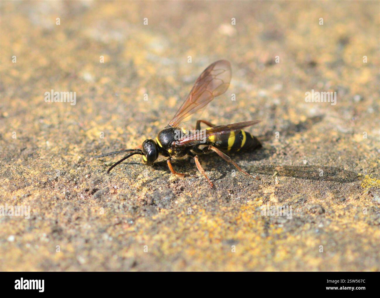 Two-girdled Digger Wasp (Argogorytes mystaceus), Insecta, Dumfries, UK ...