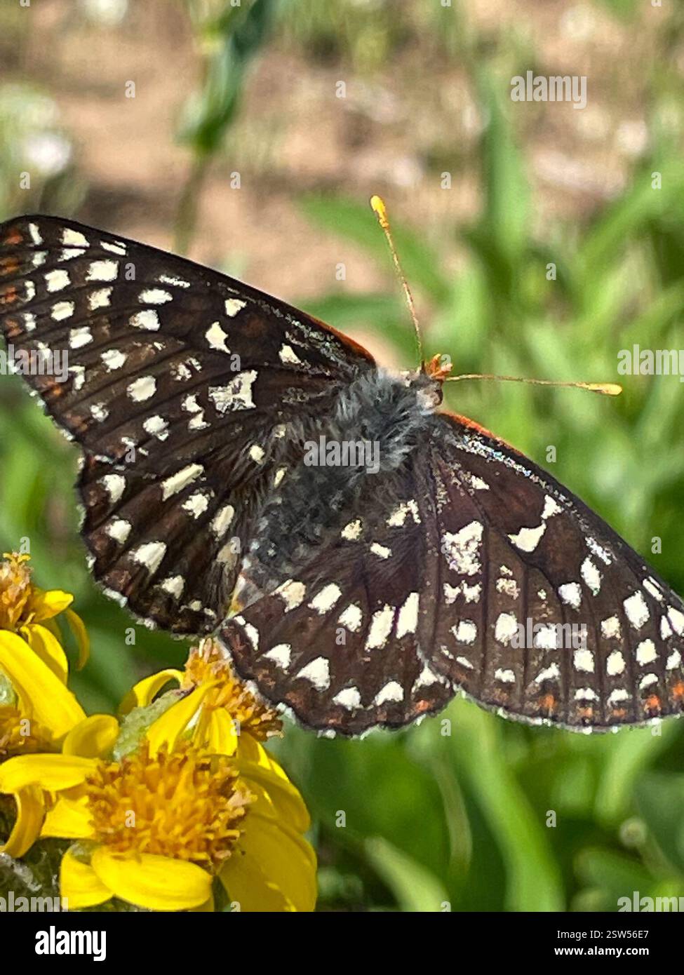 Snowberry Checkerspot (Euphydryas colon), Insecta, Anatone, WA, US ...