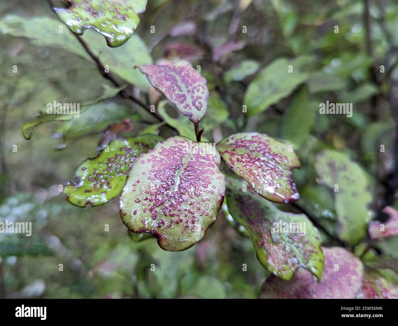 Mountain Horopito (Pseudowintera colorata), Plantae, Southland District ...