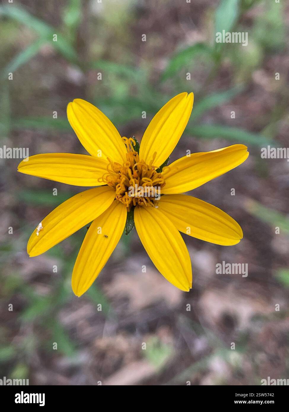 Texas creeping-oxeye (Wedelia hispida), Plantae, Blue Hole Regional ...