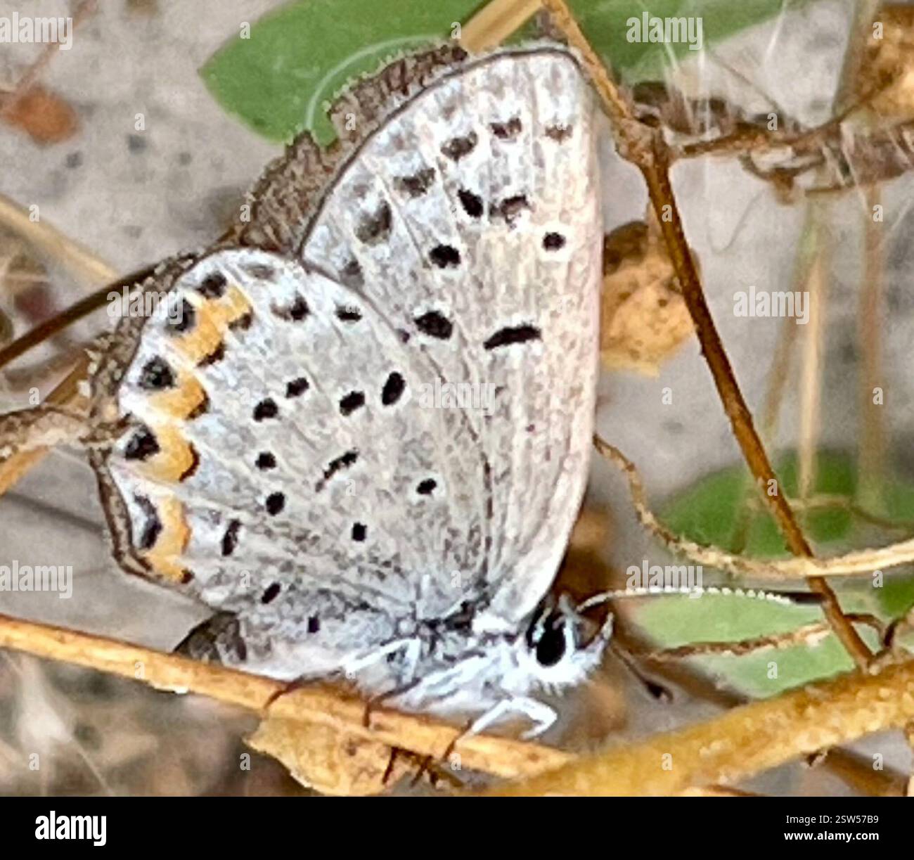 Acmon Blue (Icaricia acmon), Insecta, Toro County Park, Salinas, CA, US ...