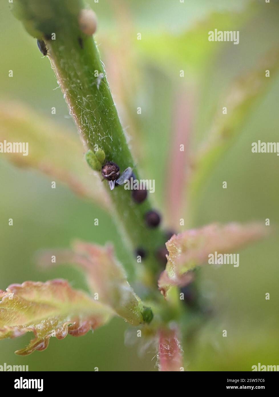 (Aphis), Insecta, Ithaca, NY, Ithaca, NY 14850, USA Stock Photo - Alamy