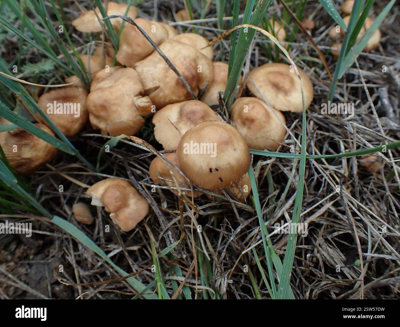 Common Gilled Mushrooms and Allies (Agaricales), Fungi, Mankota No. 45 ...