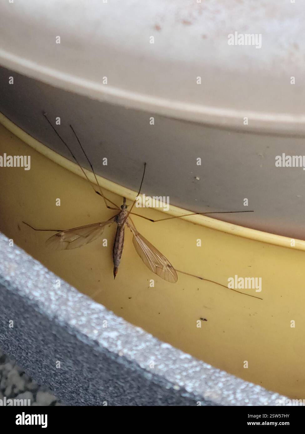 Common Crane Flies (Tipula), Insecta, Draper, VA 24324, USA, Biggest ...