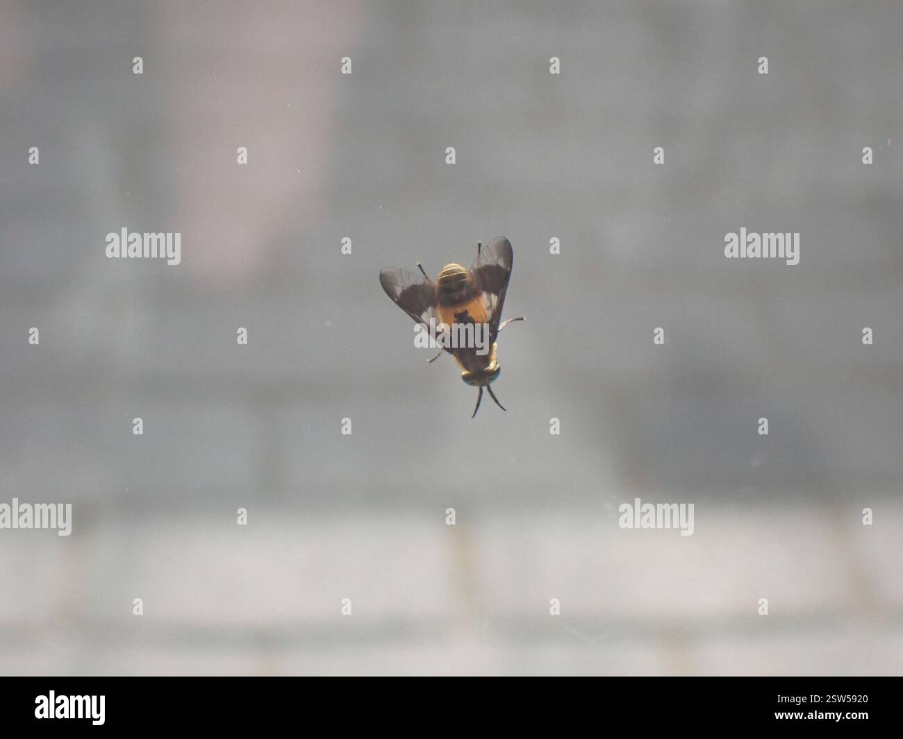 Square-spot Deer Fly (Chrysops viduatus), Insecta, Ermistu Järvemajand ...