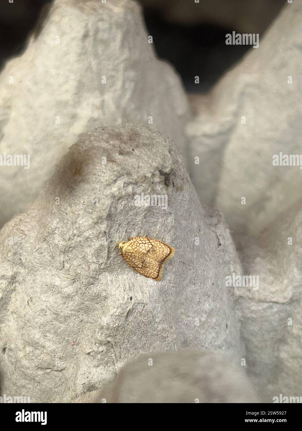 Maple Leaftier Moth (Acleris forsskaleana), Insecta, Dinton Pastures ...