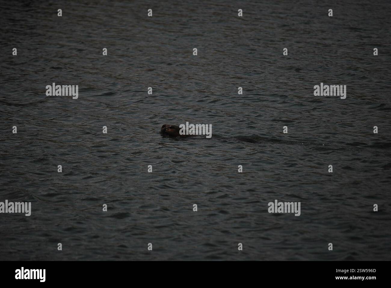 American Beaver (Castor canadensis), Mammalia, Loreburn No 254, SK ...