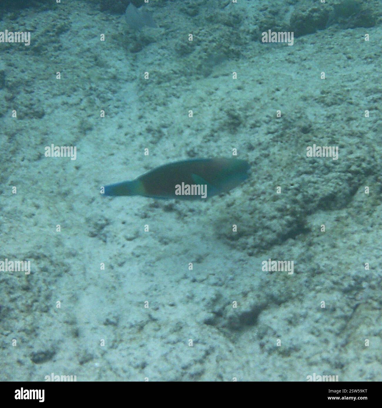 Pacific Bullethead Parrotfish (Chlorurus spilurus), Actinopterygii ...