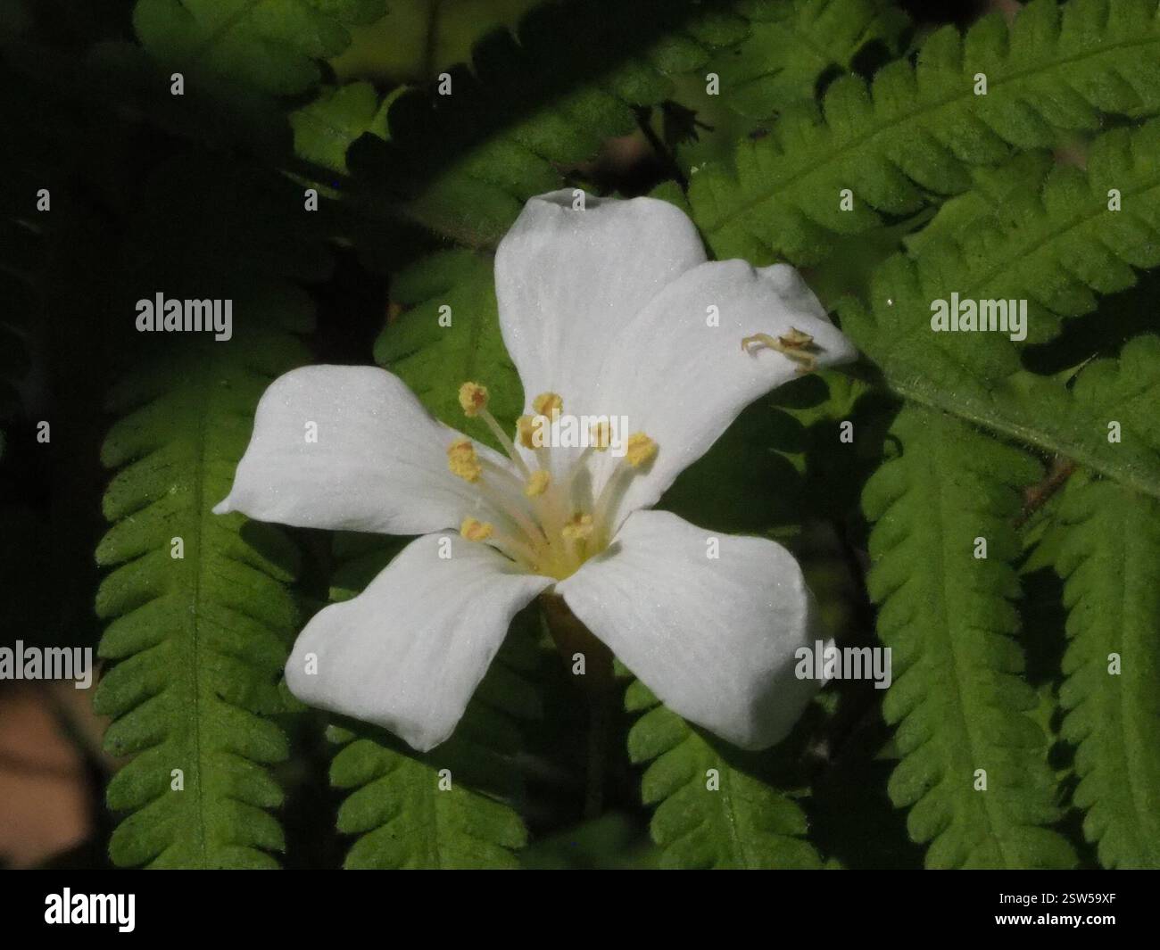 mu oil tree (Vernicia montana), Plantae, 台灣新北市 Stock Photo - Alamy