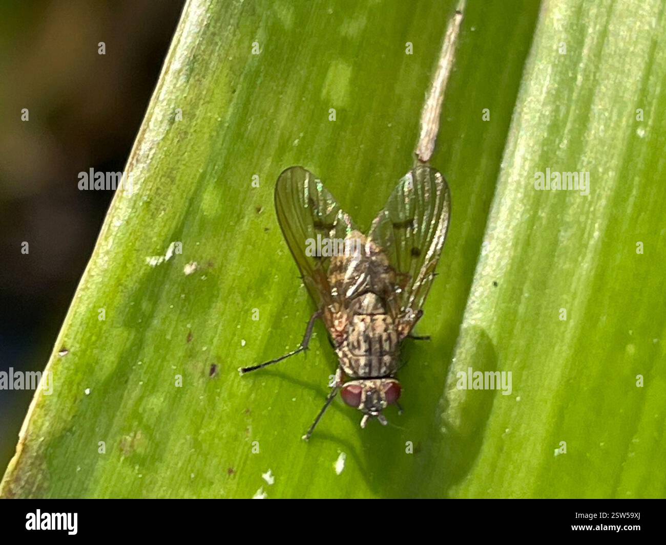(Helina), Insecta, Melbourne VIC, Australia Stock Photo - Alamy
