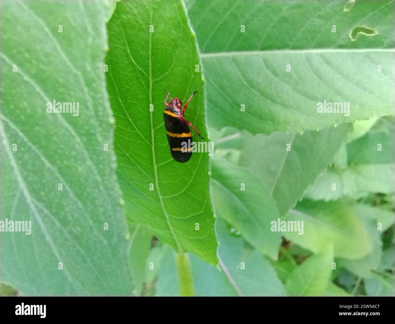 Two-lined Spittlebug (Prosapia bicincta), Insecta, Downtown Bentonville ...
