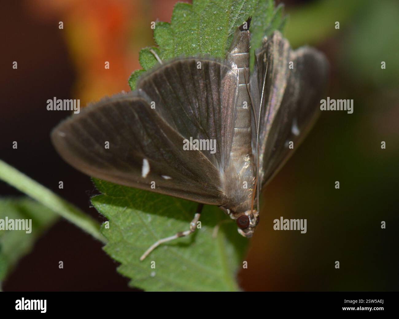 Box Tree Moth (Cydalima perspectalis), Insecta, Nea Makri 190 05 ...