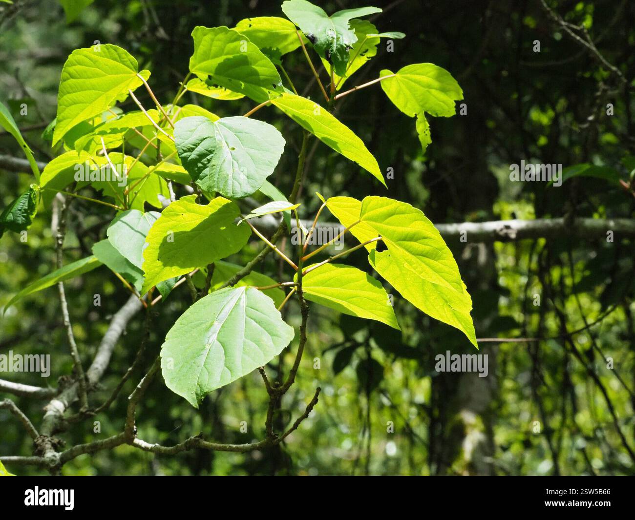 Wonder tree (Idesia polycarpa), Plantae, 台灣桃園市 Stock Photo - Alamy