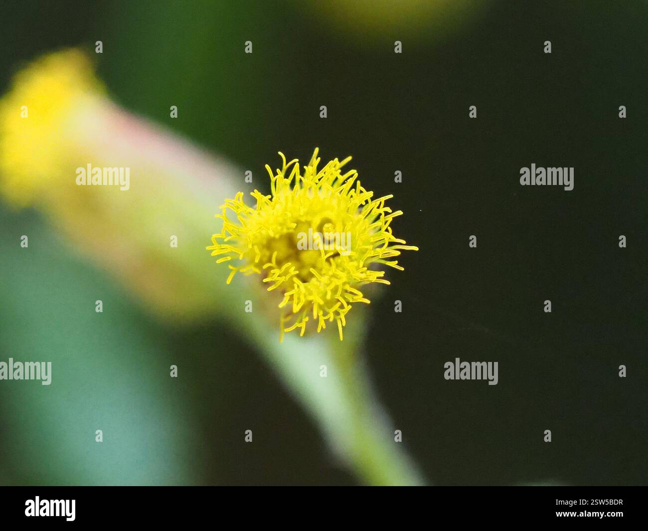 (Blumea lanceolaria), Plantae, 台灣新北市 Stock Photo - Alamy