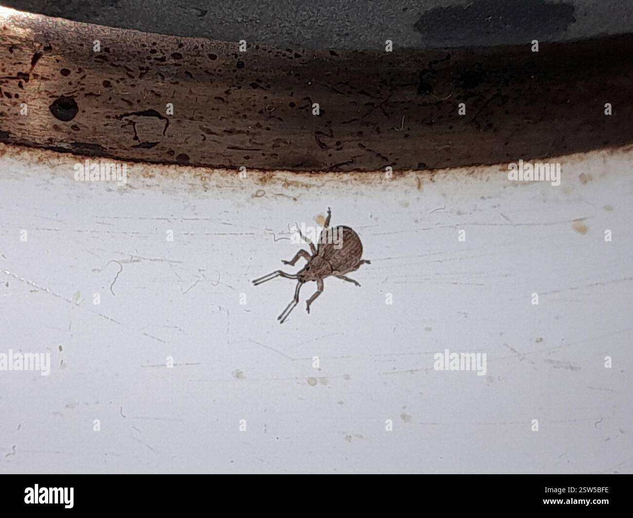 Gardenbane Weevil (Ellimenistes laesicollis), Insecta, Edgemead, Cape ...