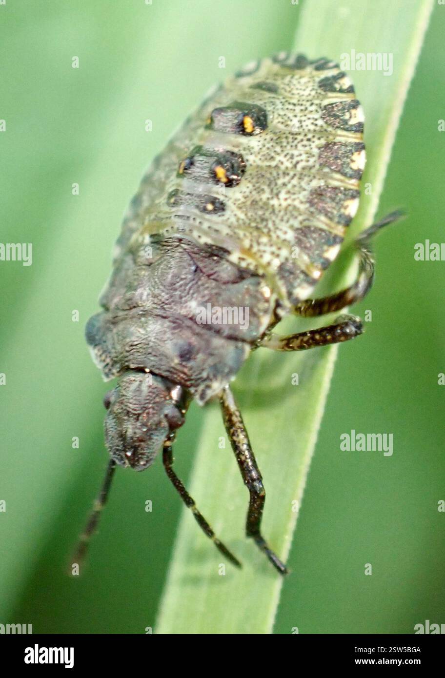 Forest Bug (Pentatoma rufipes), Insecta, Meijendel and Berkheide ...