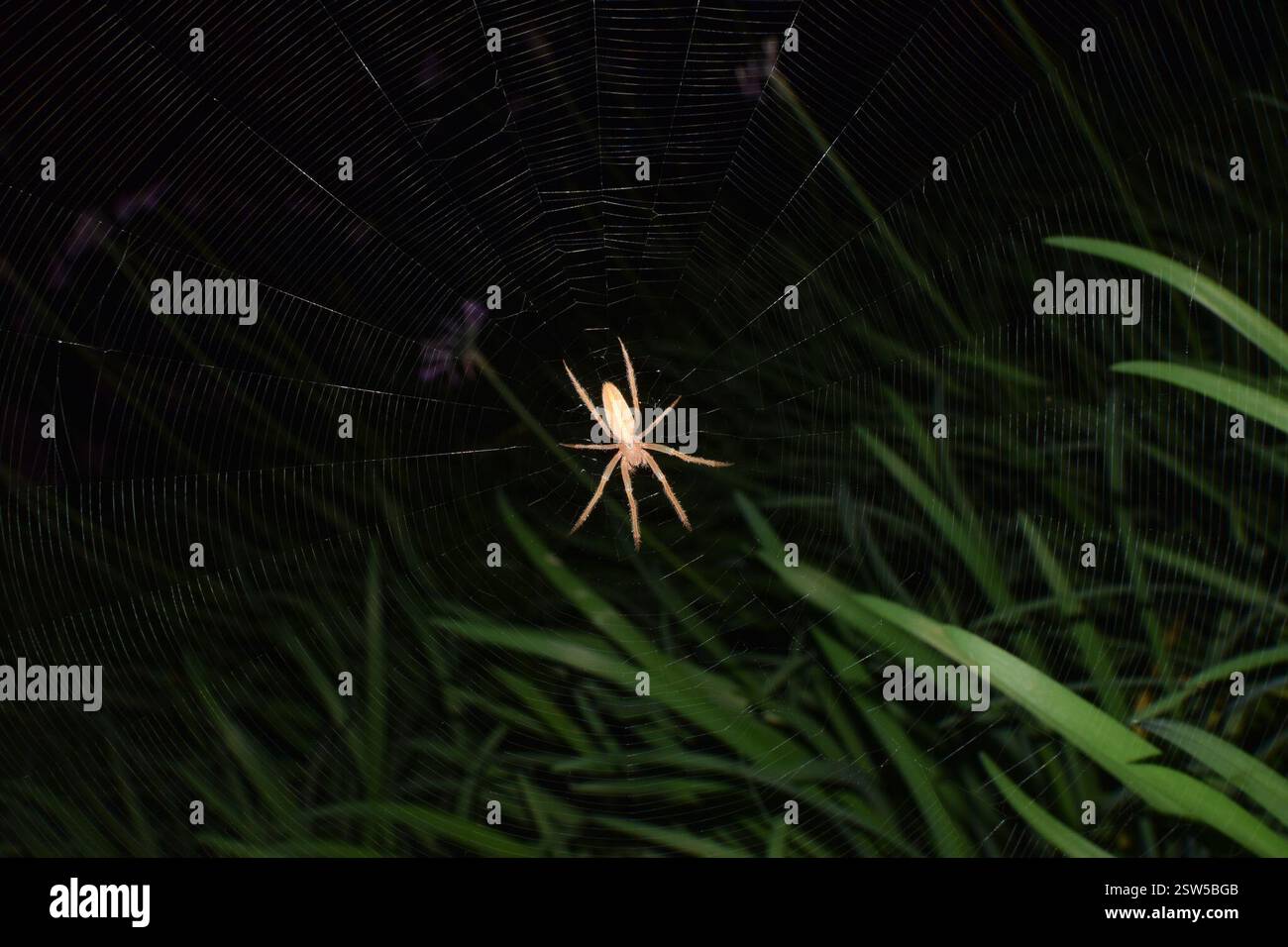 Grass Orb-web Spiders (Larinia), Arachnida, 中国浙江省杭州市西湖区 Stock Photo - Alamy