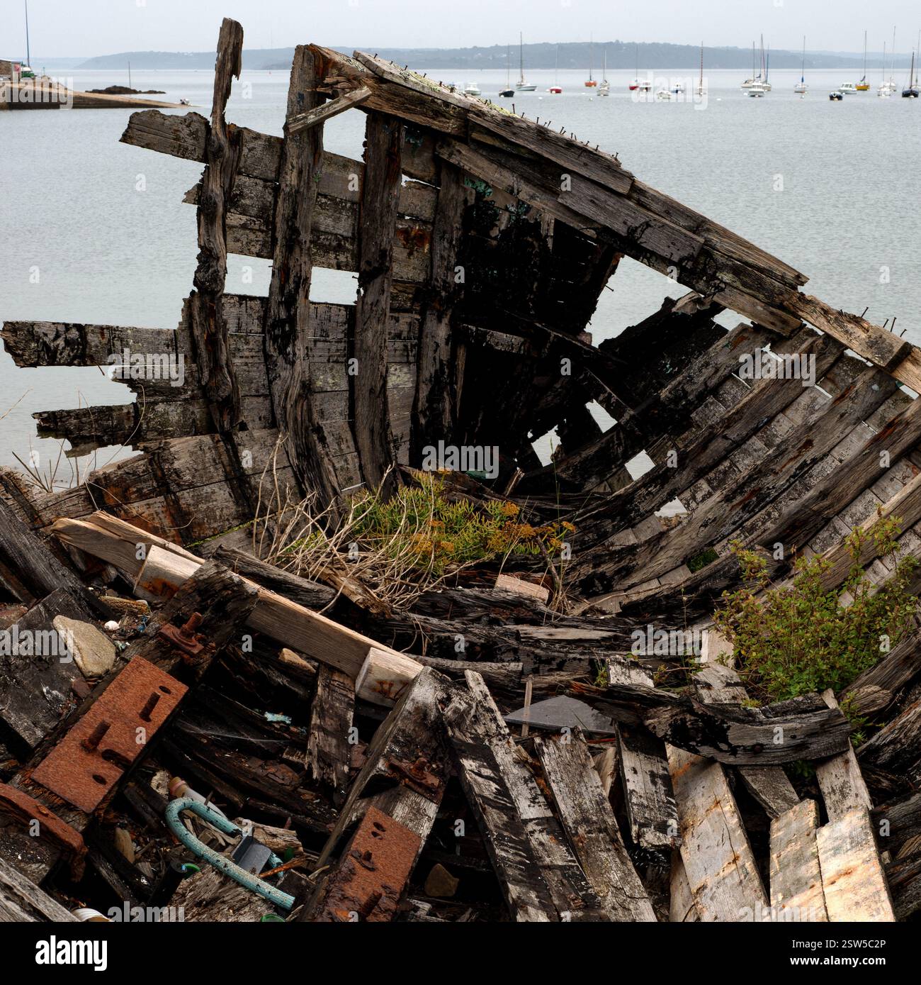 Vegetation grows through the ribs and planks of a rotting wooden ...