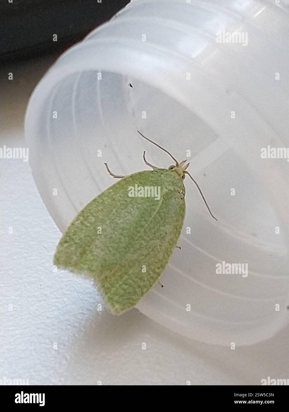 Green Oak Tortrix (Tortrix viridana), Insecta, Twinhoe, Bath BA2 9BW ...