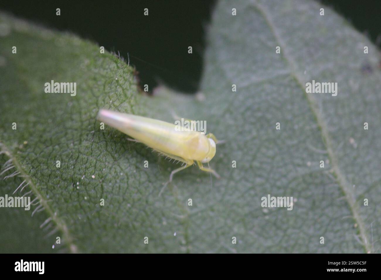 (Alebra), Insecta, La Frette, France, On *Acer campestris* Stock Photo ...
