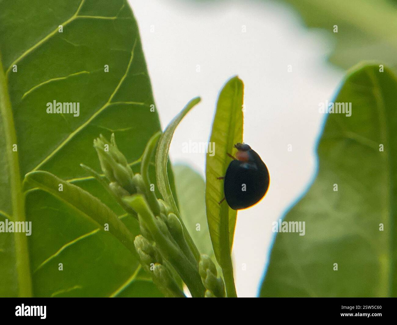 Metallic Blue Lady Beetle (Curinus coeruleus), Insecta, Kahaluu-Keauhou ...