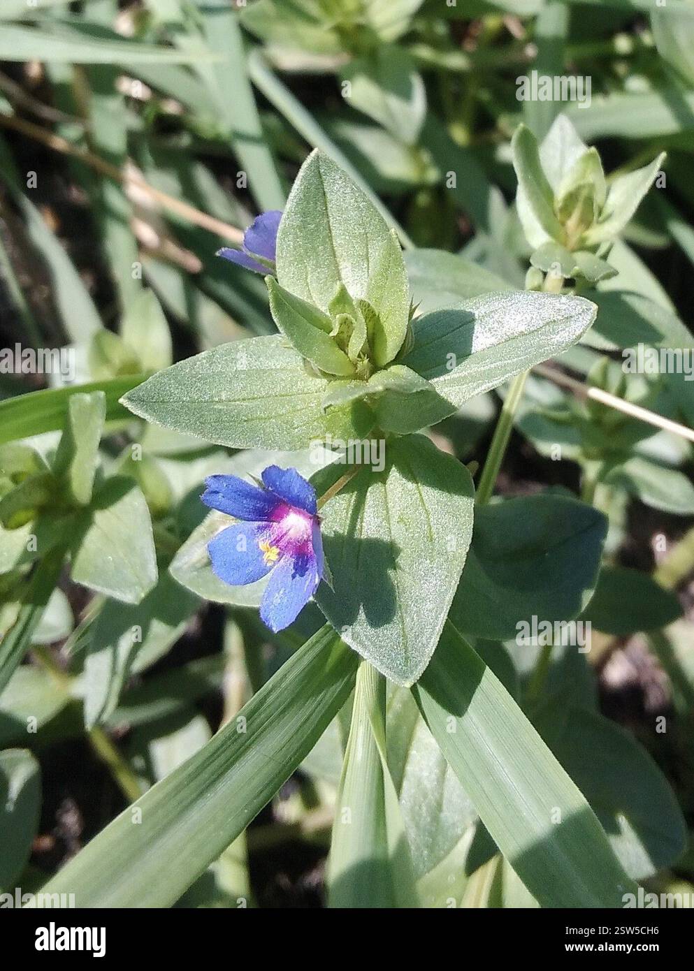 Foemina Blue Pimpernel (Lysimachia foemina), Plantae, Abony, 2740 ...