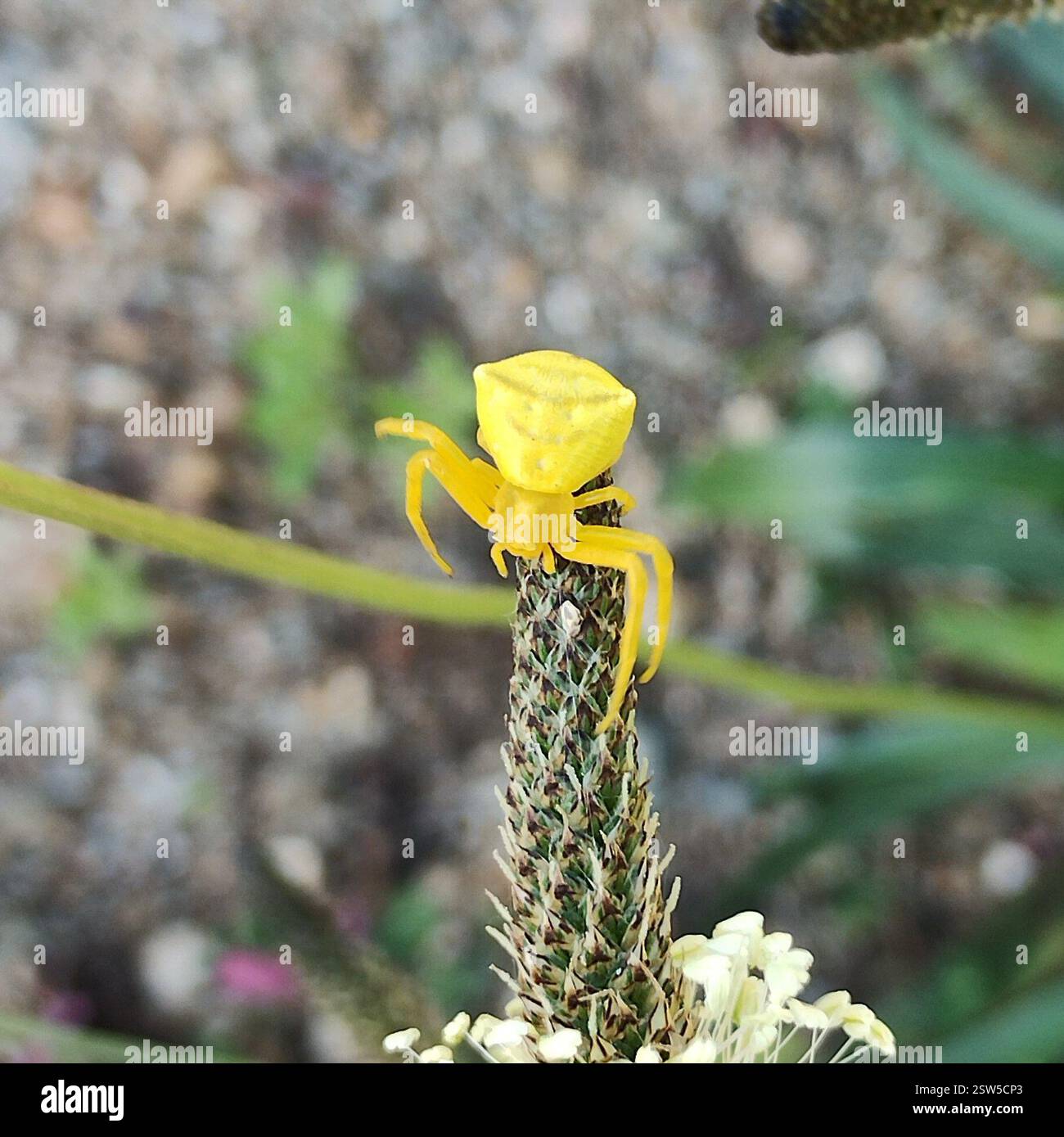 Pink Crab Spider (Thomisus onustus), Arachnida, 1137 Pancharevo ...