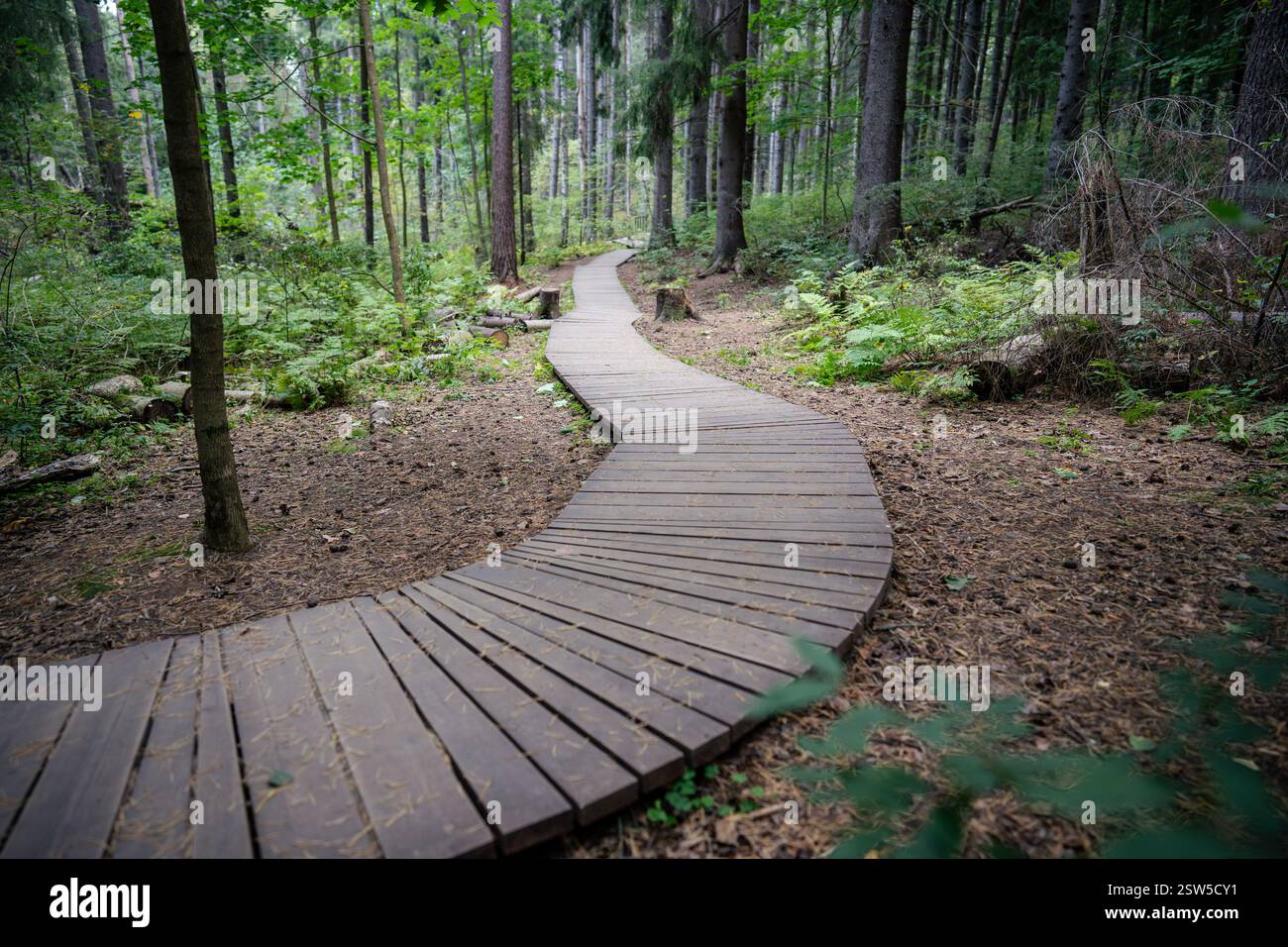 Ecological winding wooden pathway in national park through dark ...