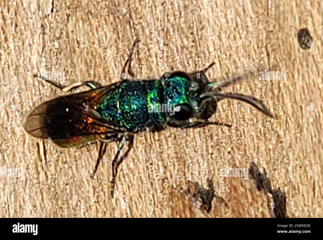 Ruby-tailed Cuckoo Wasps (Chrysis ignita), Insecta, 3450 Lillerød ...