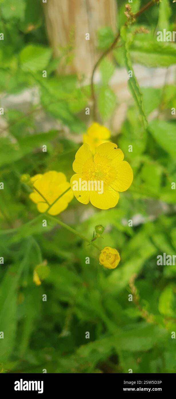 meadow buttercup (Ranunculus acris), Plantae, The Old Windmill, South ...