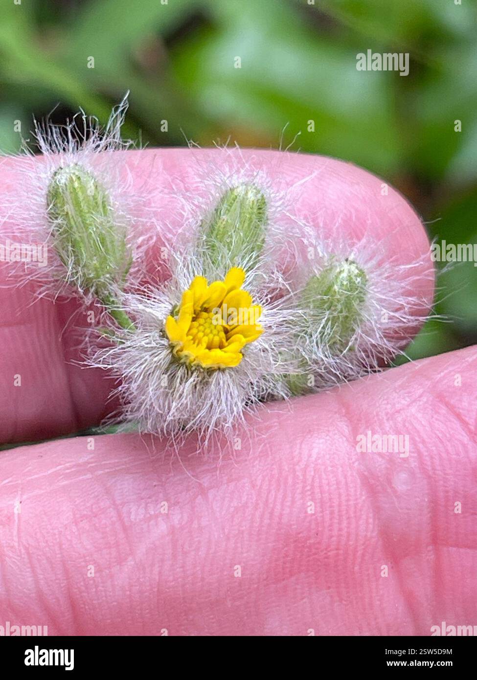 western hawkweed (Hieracium scouleri), Plantae, Purcell Wilderness ...
