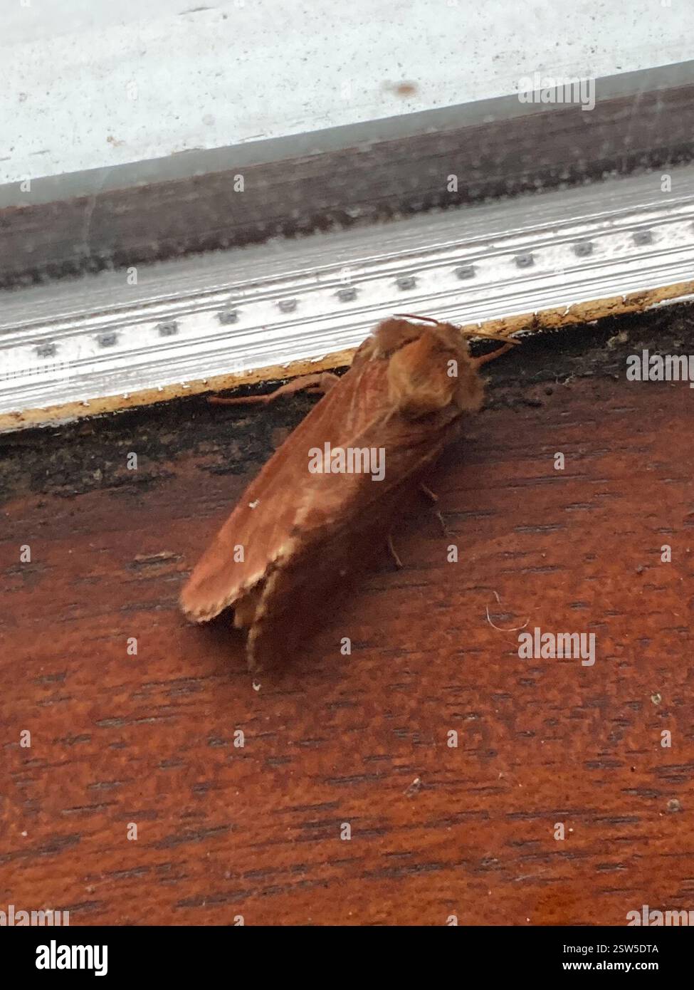 Map-winged Swift (Korscheltellus fusconebulosa), Insecta, North St ...