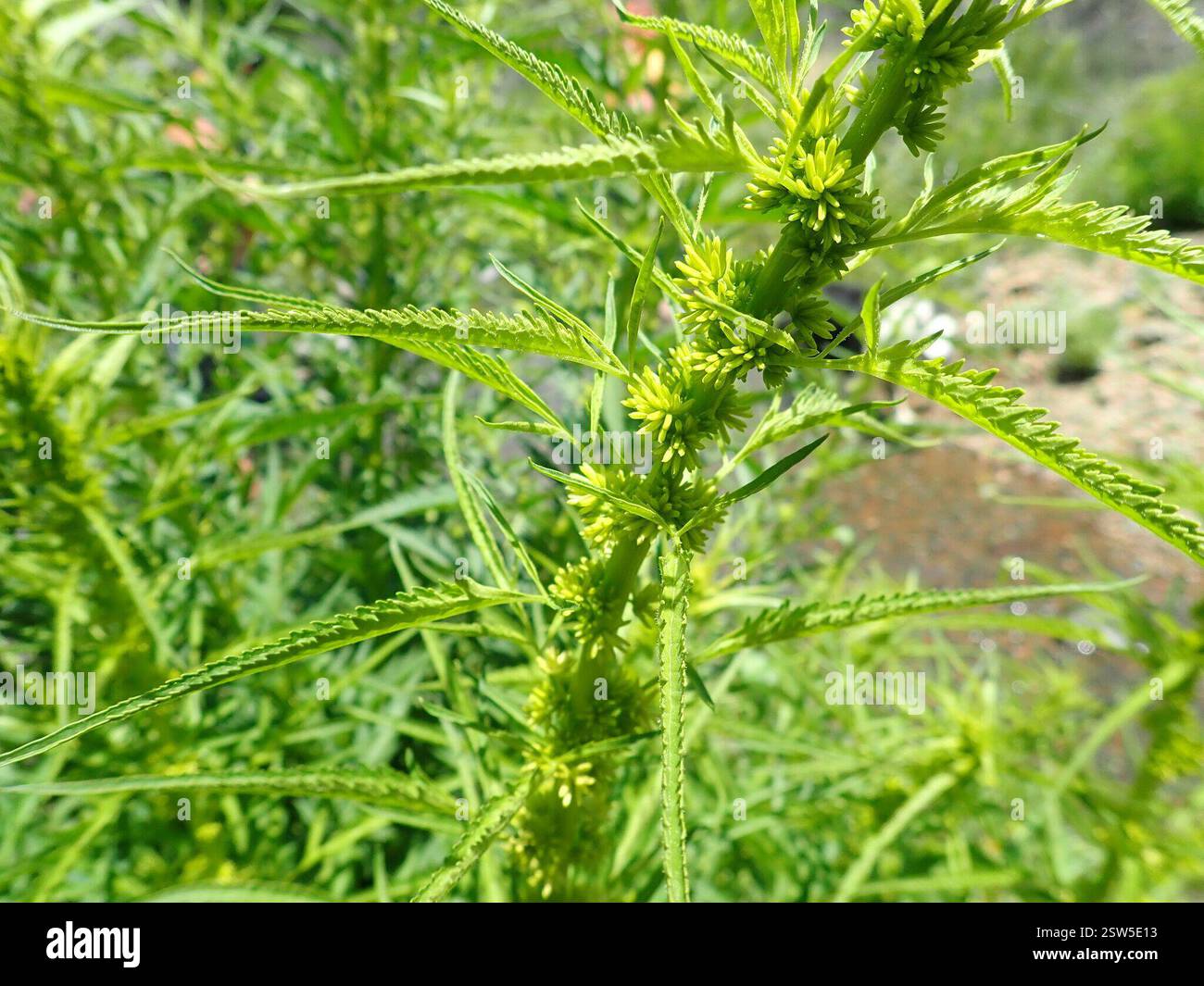 durango root (Datisca glomerata), Plantae, Lake County, CA, USA Stock Photo - Alamy