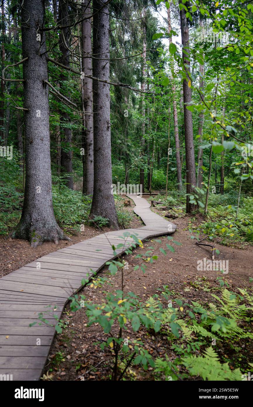 Ecological winding wooden plank path through dark coniferous spruce ...