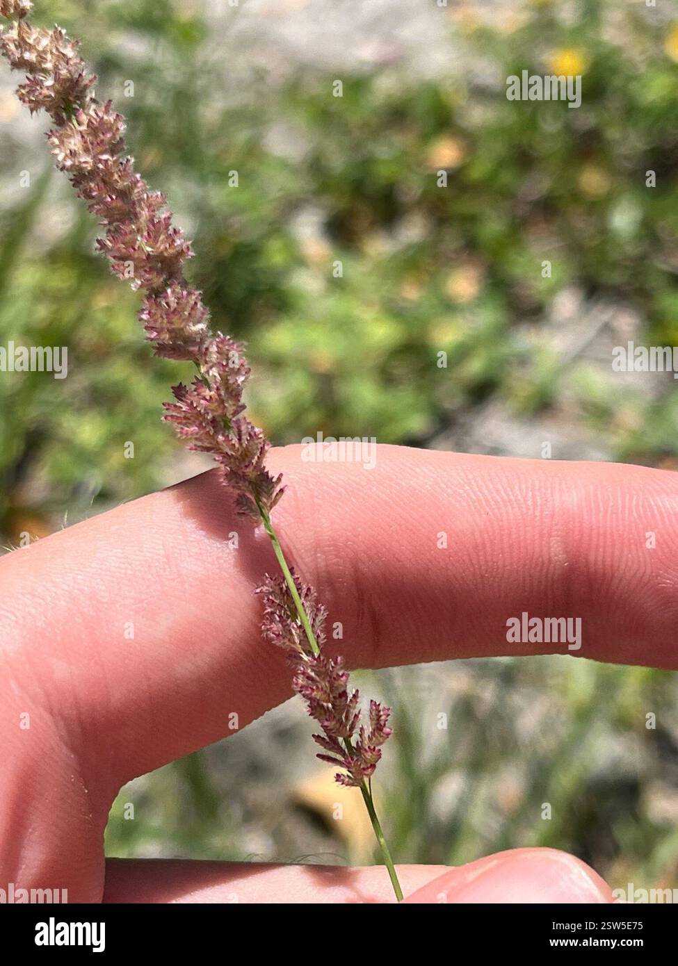 Gophertail Lovegrass (Eragrostis ciliaris), Plantae, Florida, US Stock ...