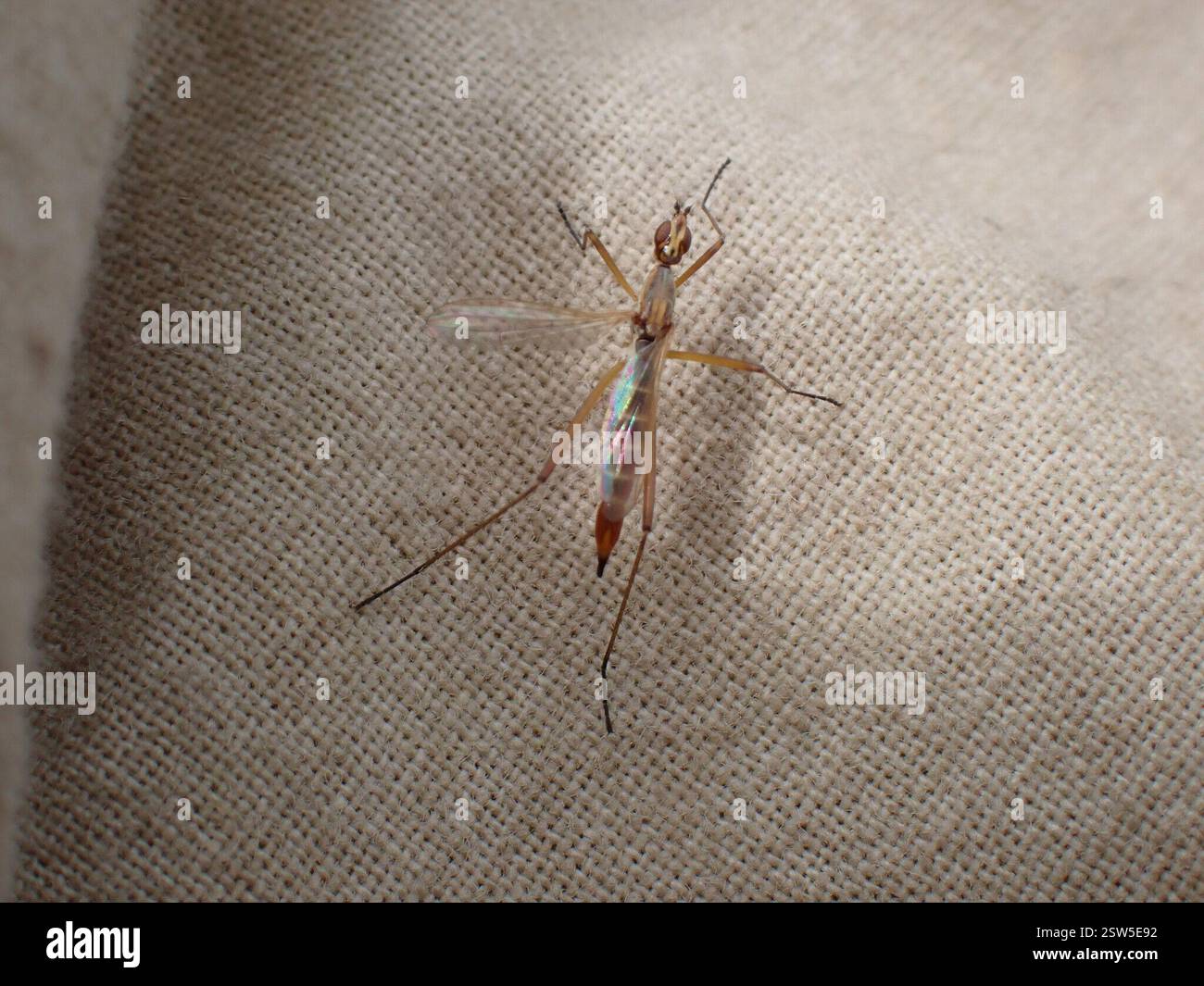 (Micropeza lineata), Insecta, Val Marie No. 17, SK S0N, Canada, This ...