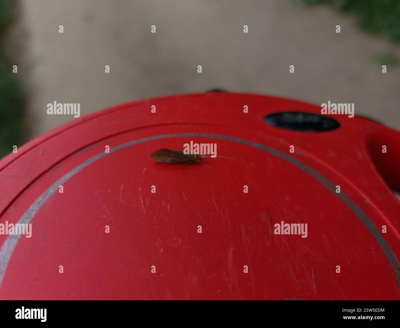 Medium Sedge (Goera pilosa), Insecta, Garnett Wharfe Development, Otley ...